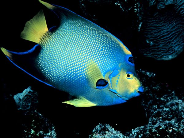 Fish Information Blog: Angelfish : Knowing Characteristics and Breeding ...