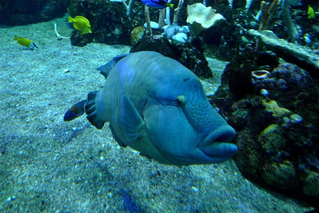 Year of the Labbit: Labbit Travels: Seattle Aquarium