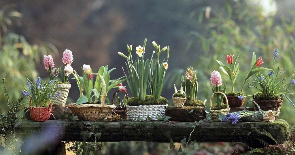 Content in a Cottage: Spring Bulbs Planted in Baskets