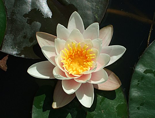 A bad witch's blog: Pagan Eye: Water Lily in Sunshine