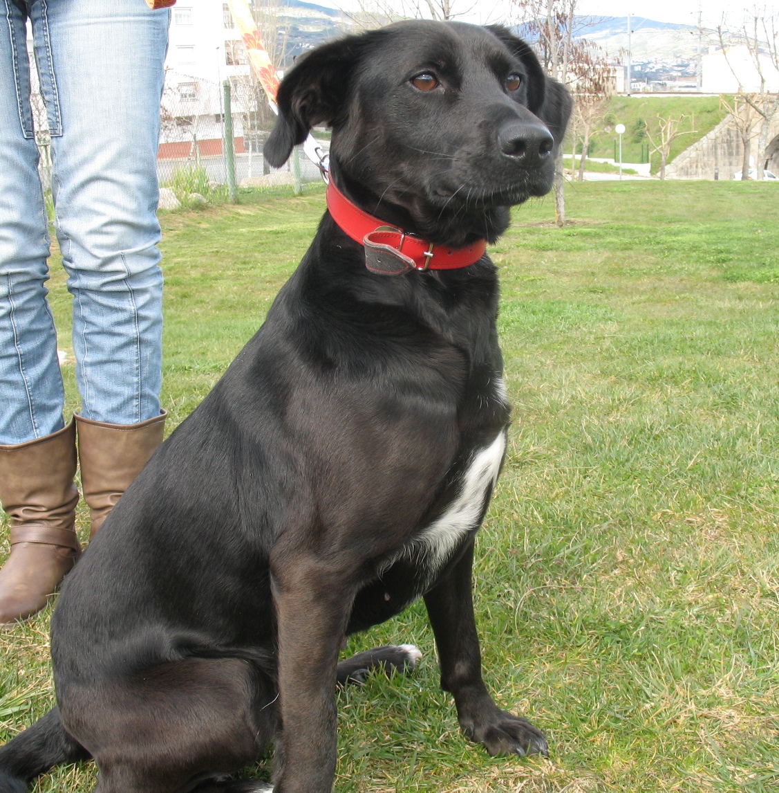 A Casota: Belga - Cruzada de Labrador - Novas fotos - ADOPTADA!!!