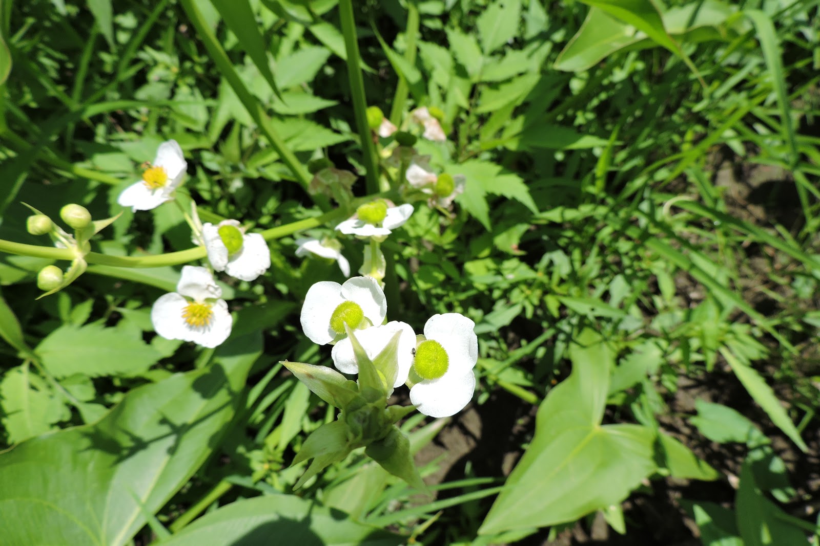 Capital Naturalist by Alonso Abugattas: Katniss - Arrowhead - Duck Potato