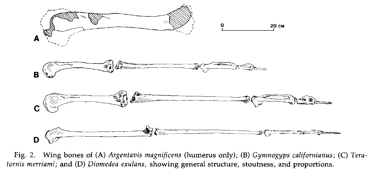 Mark P. Witton's Blog: We need to talk about teratorns