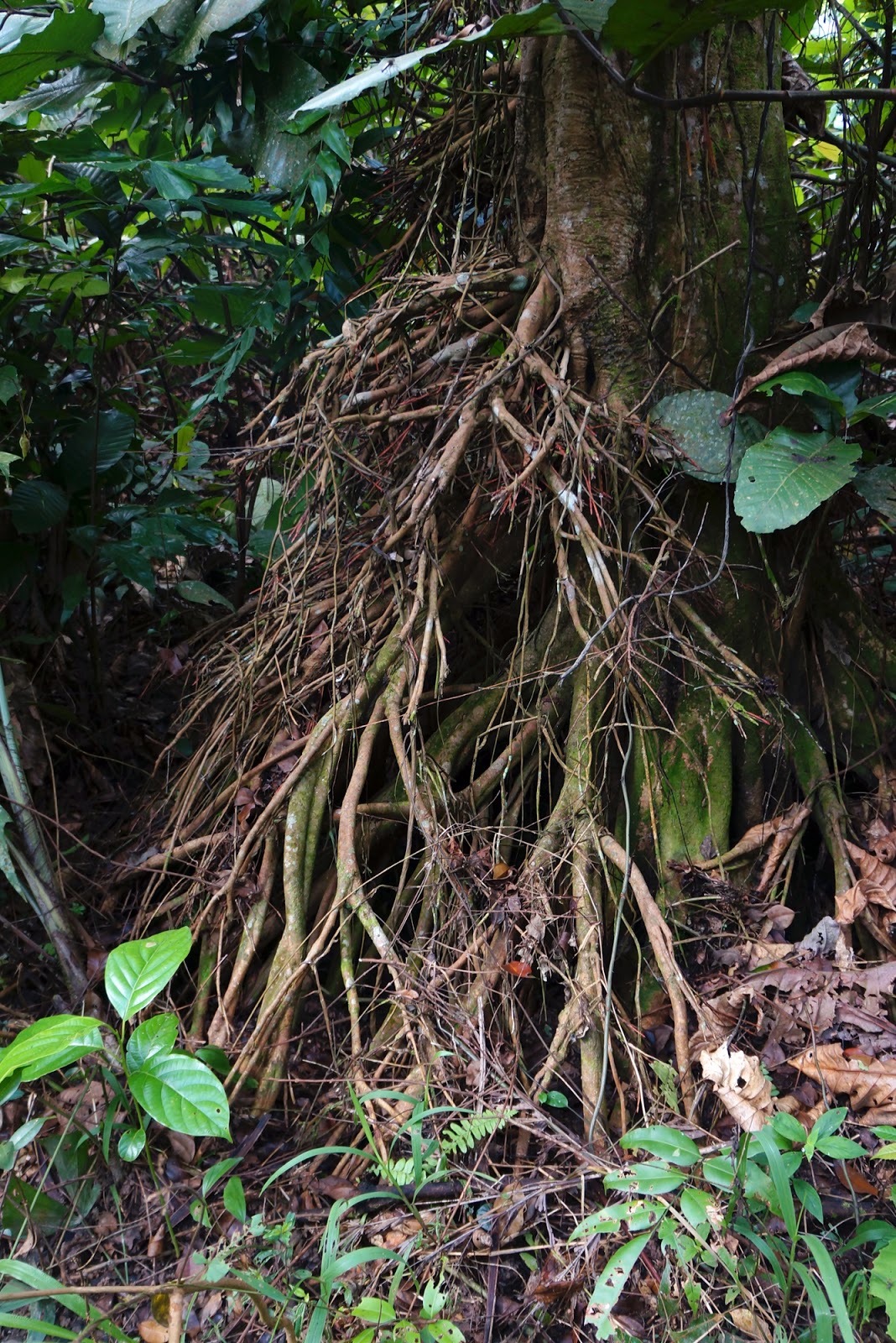 Riverine Parks: Syzygium lineatum