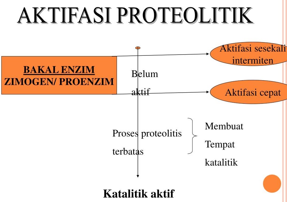 BIOLOGI GONZAGA: ENZIM METABOLISME