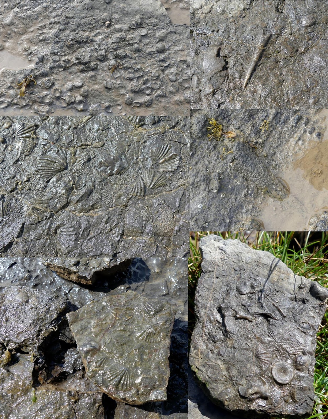 Julia Garner : Southerness, Dumfries, fossils