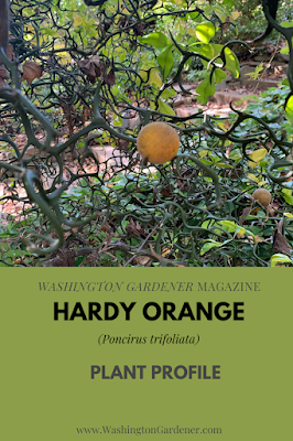 WashingtonGardener: Hardy Orange Plant Profile