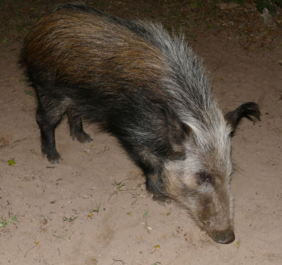 Synapsida: The Pig Family: Bush Pig, Bushpig, Red River Hog