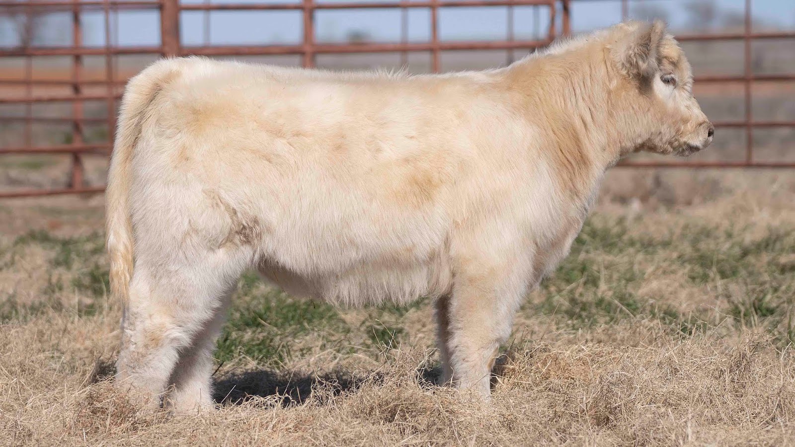 RCC Blog: Forbes & Graham Cattle Company