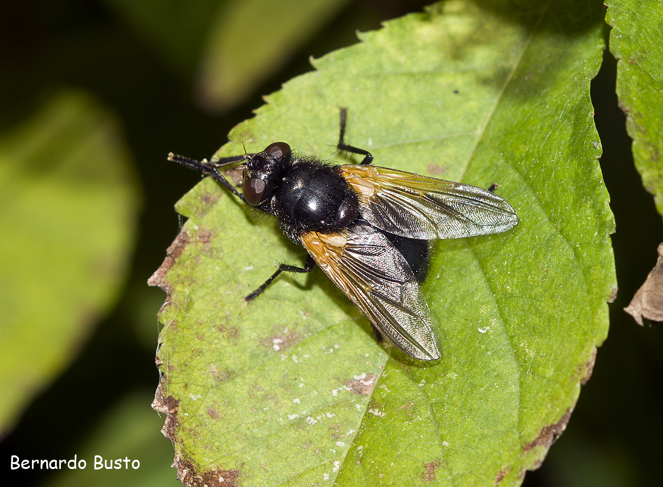 RÍA DE LA VILLA: Una mosca grande