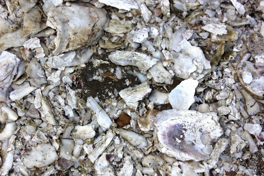 White Cedar Inn Today: Glidden Middens and Whaleback Shell Middens