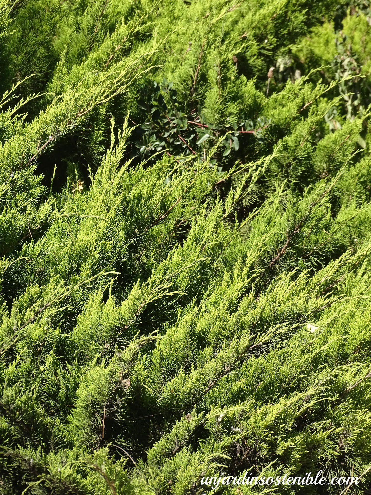 Juniperus horizontalis (Junípero horizontal)