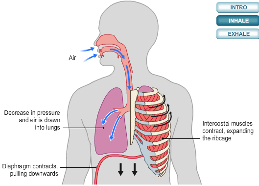 IGCSE Biology : 2g) Gas Exchange