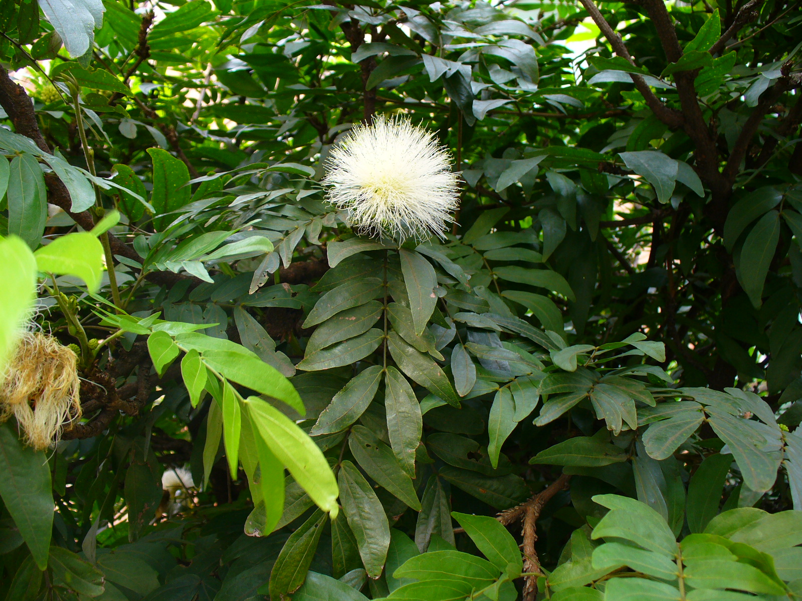 ARBORETUM: Árboles fantásticos, Los calliandra