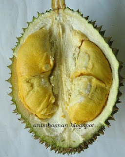 Petak Semai: DURIAN VARIETI CHANEE (D123)