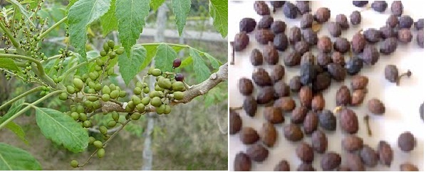 Buah Melada Pahit @Makasar @ Brucea javanica & Bunga Kantan@Phaeomeria ...