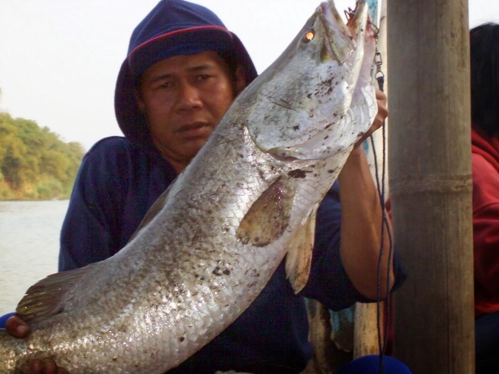 WARTA PANCING: Kakap putih raja muara