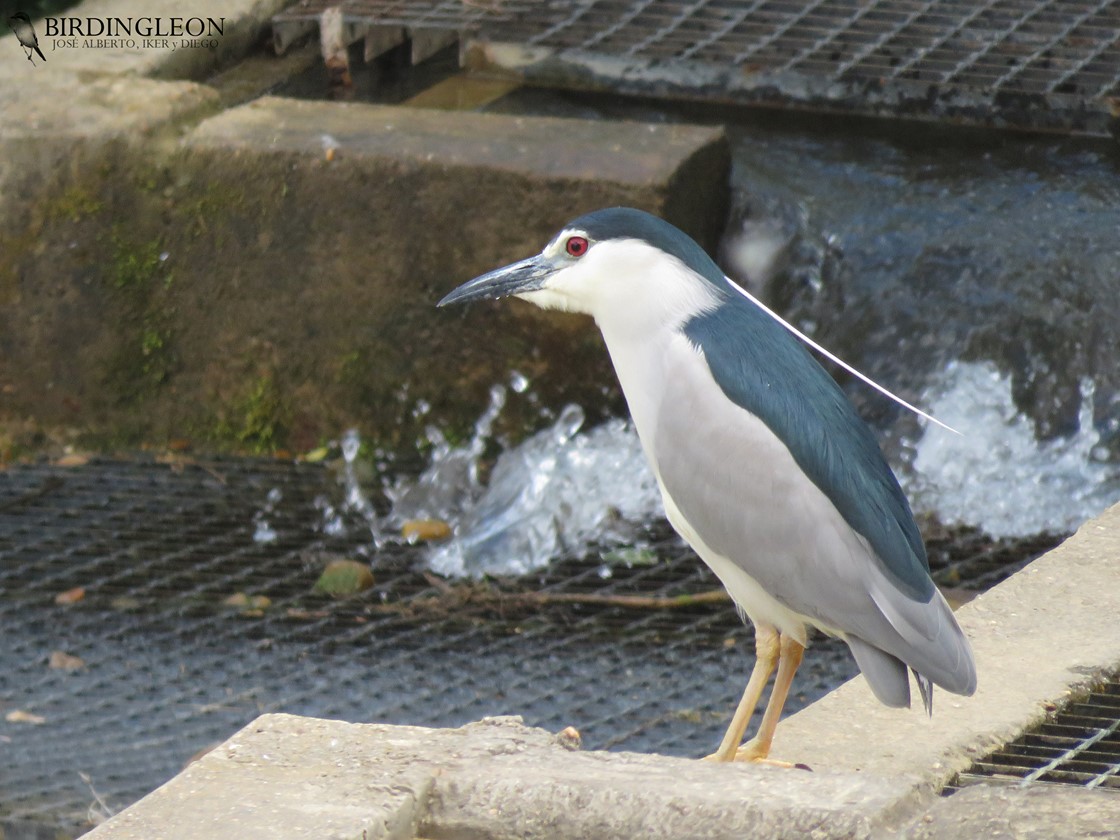 BIRDINGLEON: ¡MARTINETE COMÚN, el Cuervo de la noche!