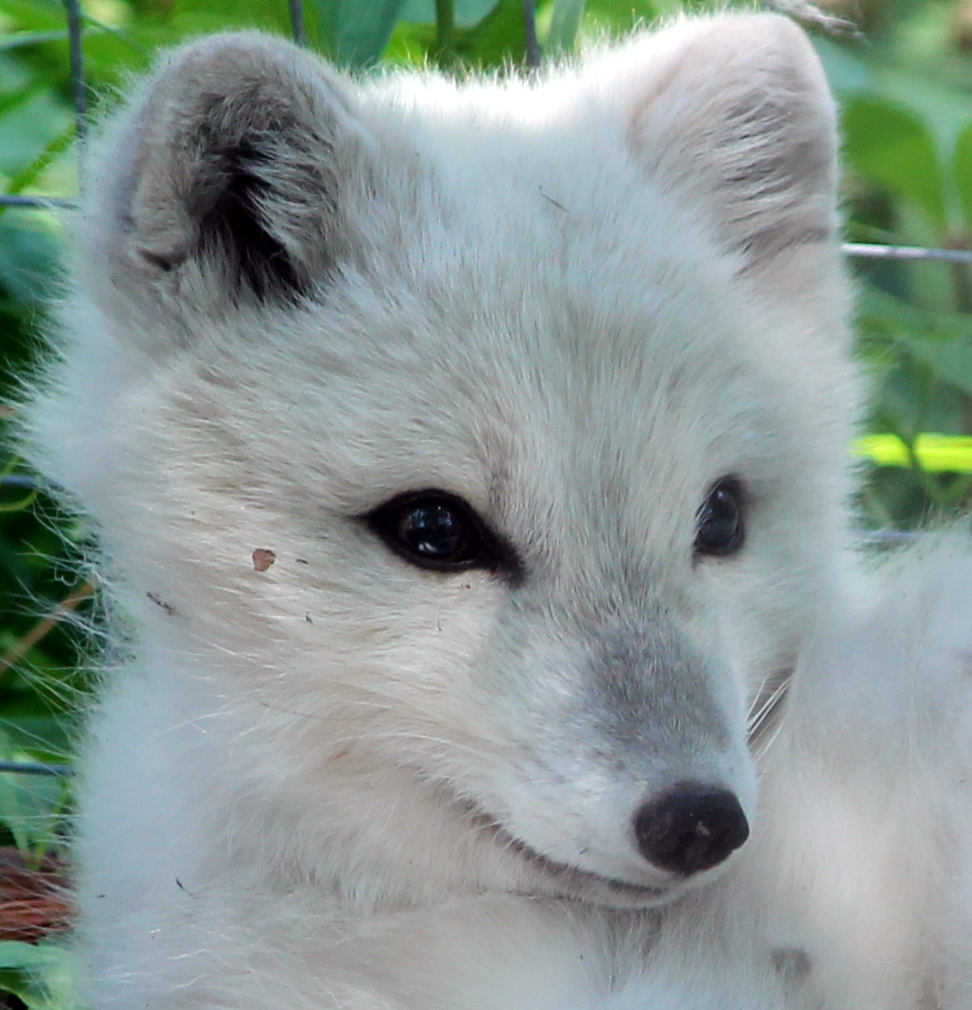 Saindonésie: Apprécier la faune du Québec