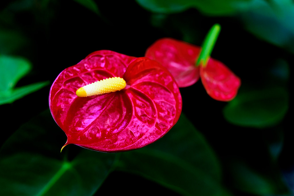 Anthurium - Flamingo flower care and culture | Travaldo's blog