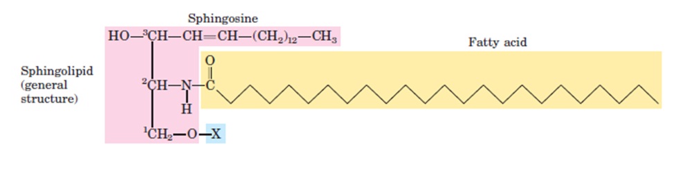 Biochemistry: Lipids