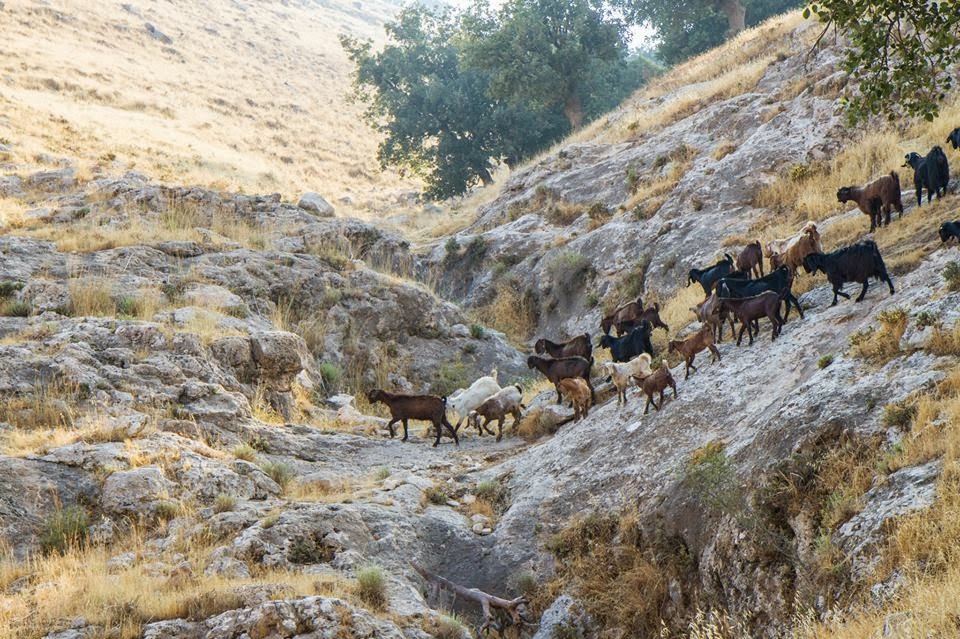 Annie's New Letters (& notes): Walking Palestine & The Abraham Path ...