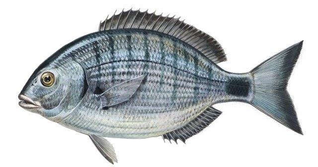 Wanderings: Sargo Fishing Algarve