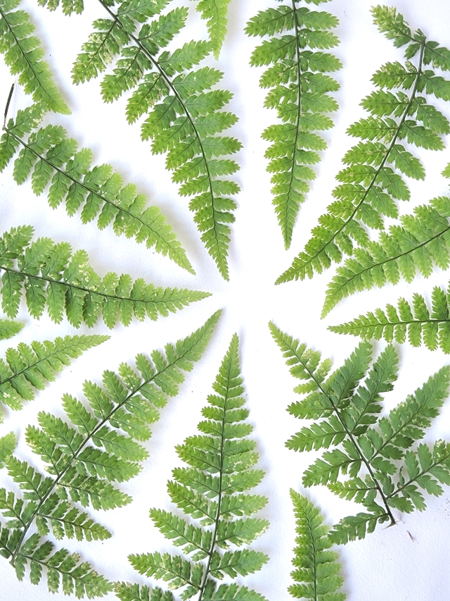 Moois van ' M(i)e': allemaal blaadjes!