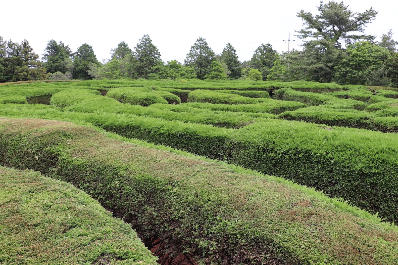 Six World Travelers: Jeju Island: Gimnyeong Maze Park