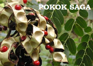 Anim Agro Technology: POKOK SAGA - KENALI DIA