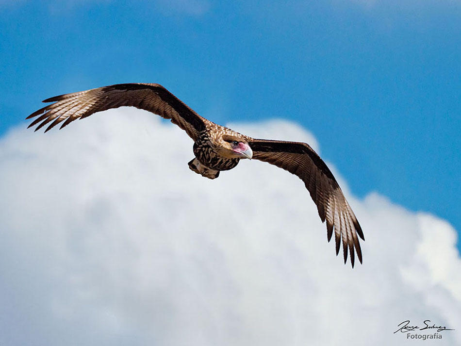 Permitido Volar: Volando con amigos de alas propias