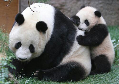 Beautiful Pandas