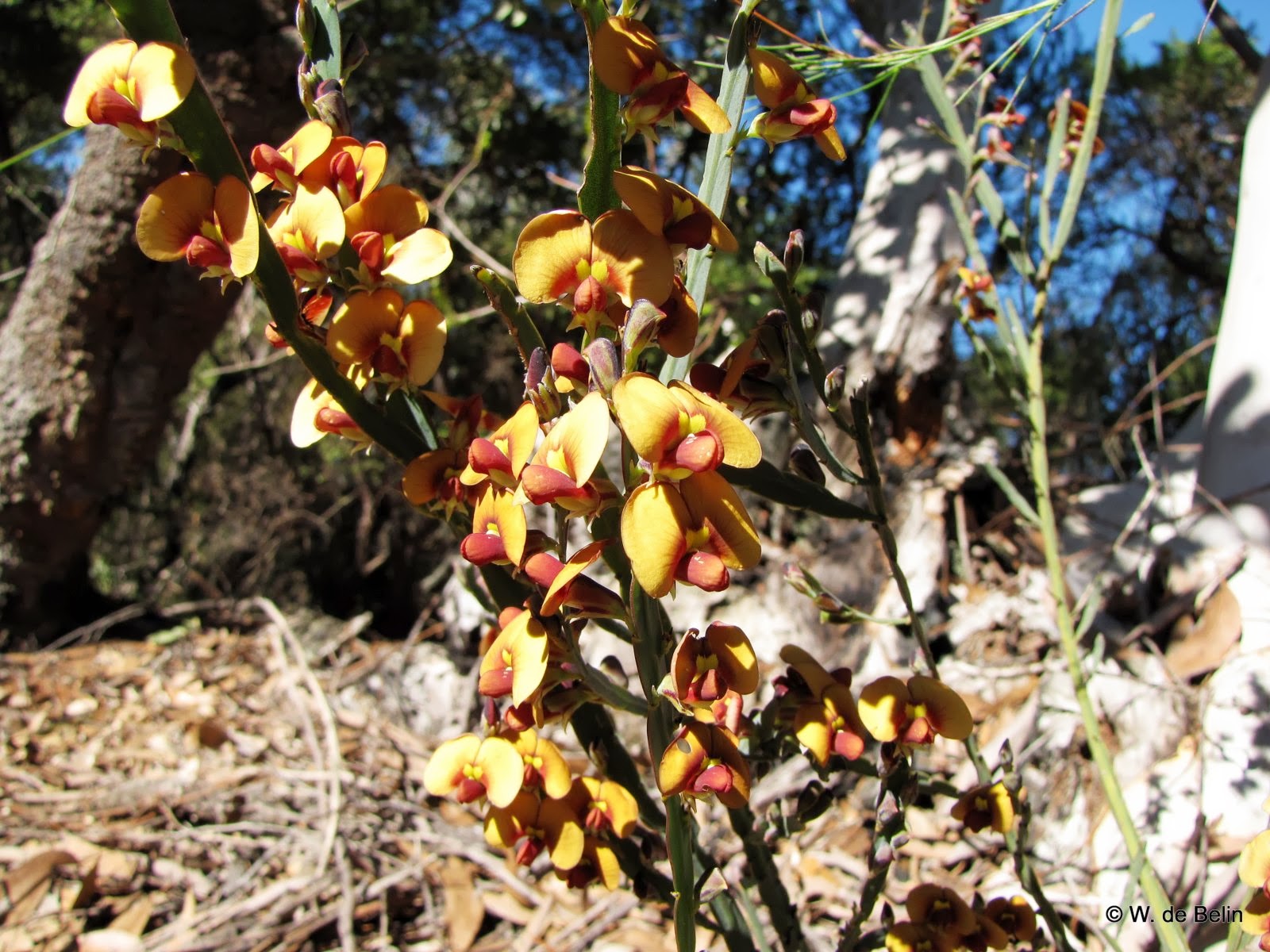 Sydney's Wildflowers and Native Plants: Bossiaea scolopendria - Broom ...
