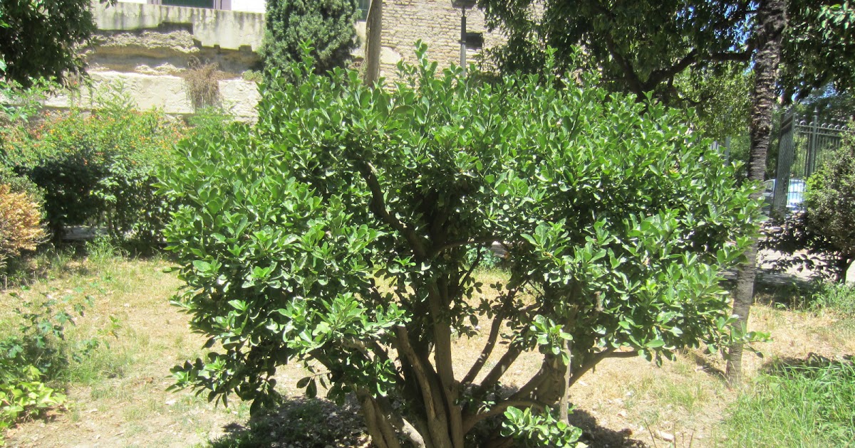 arbustosensevilla-encinarosa: Bonetero / Euonymus / Evónino Europaeus ...