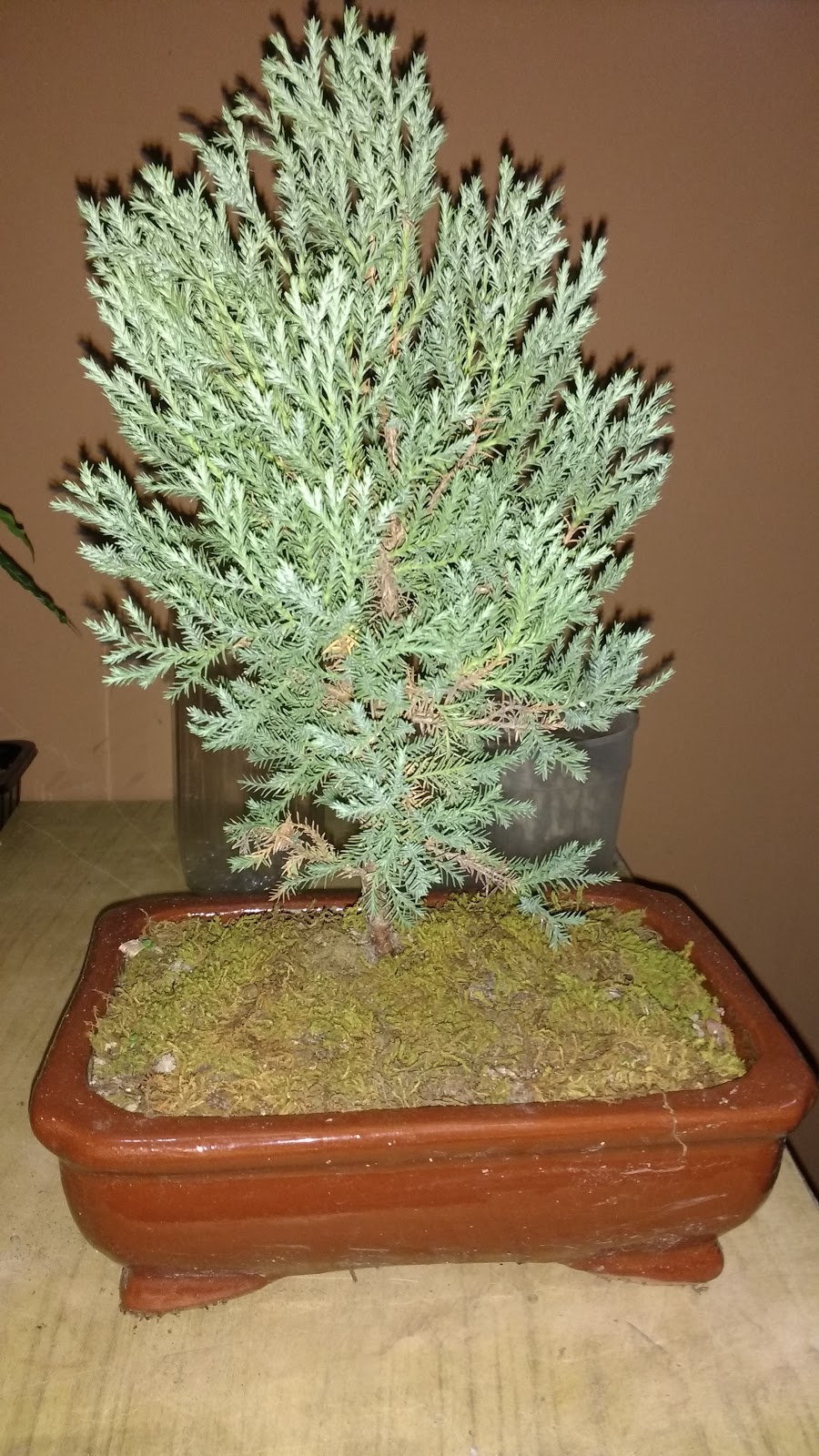 AMAZONIA BONSAI ON LINE