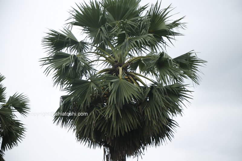 shiatoshi: Palmyra With it's Health Benefits