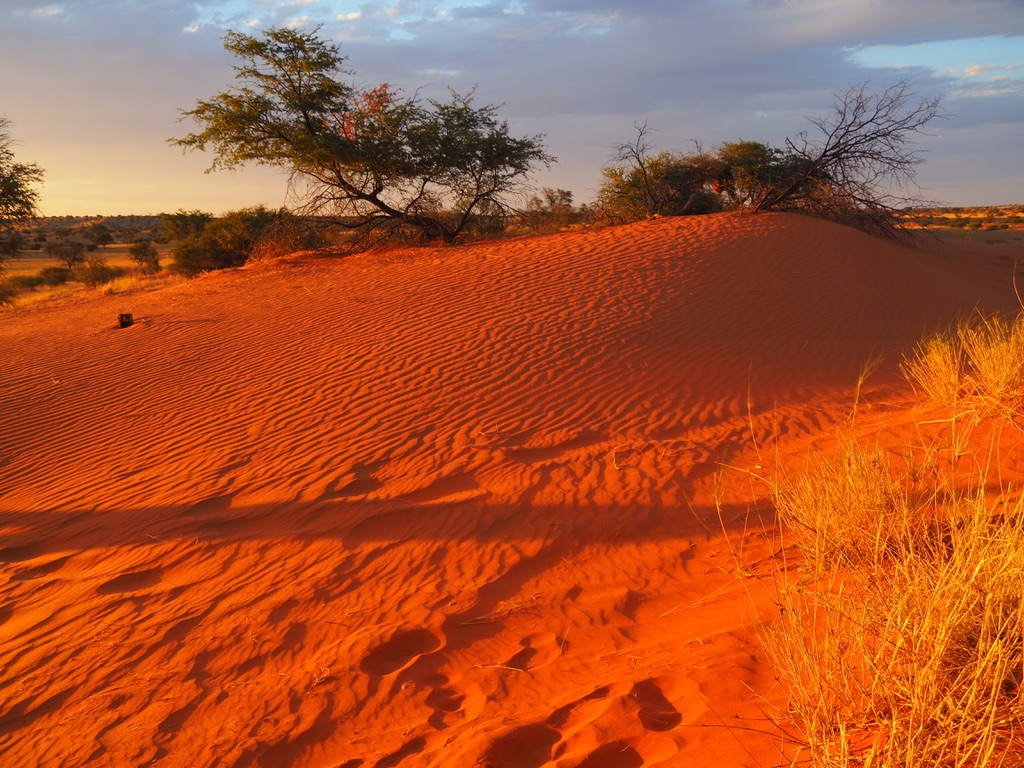 Reissu-Janin matkat: Namibia - Kalahari