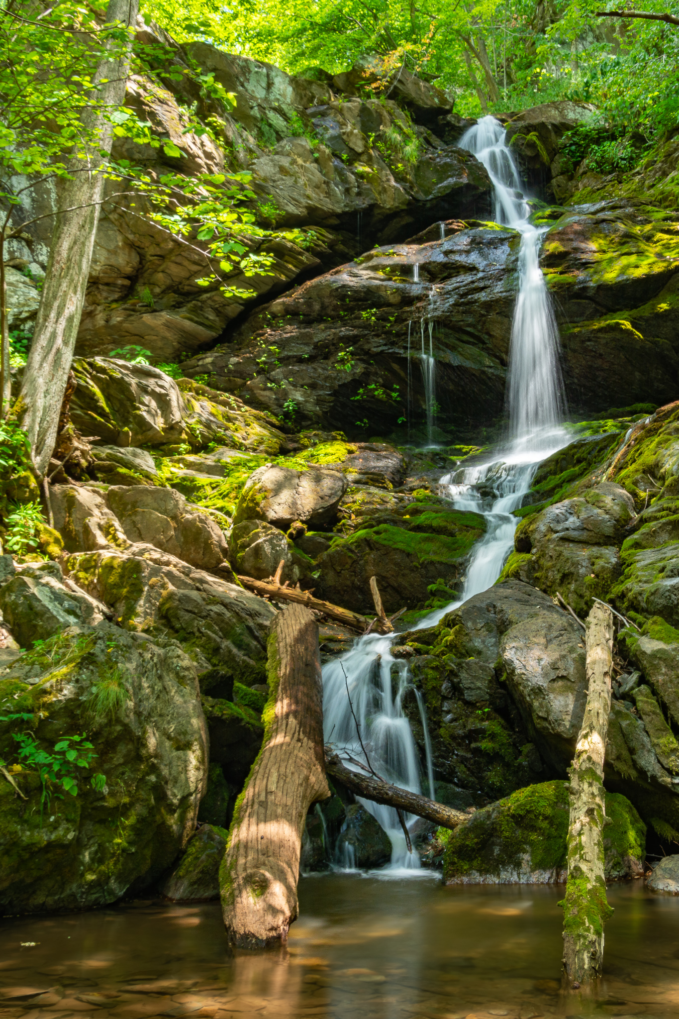 A Tree Falling: Shenandoah National Park: Jones Run/Doyles River