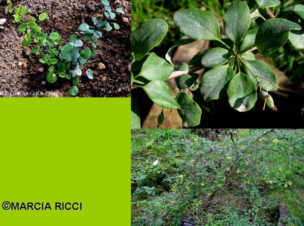 especies chilenas: noviembre 2012