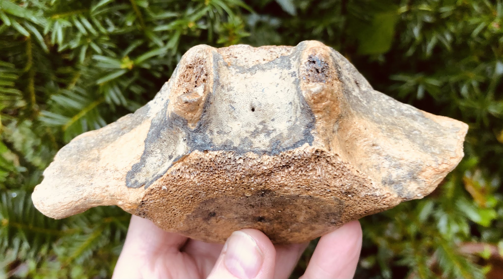 FOSSIL HUNTRESS: NORTH SEA DOLPHIN VERT