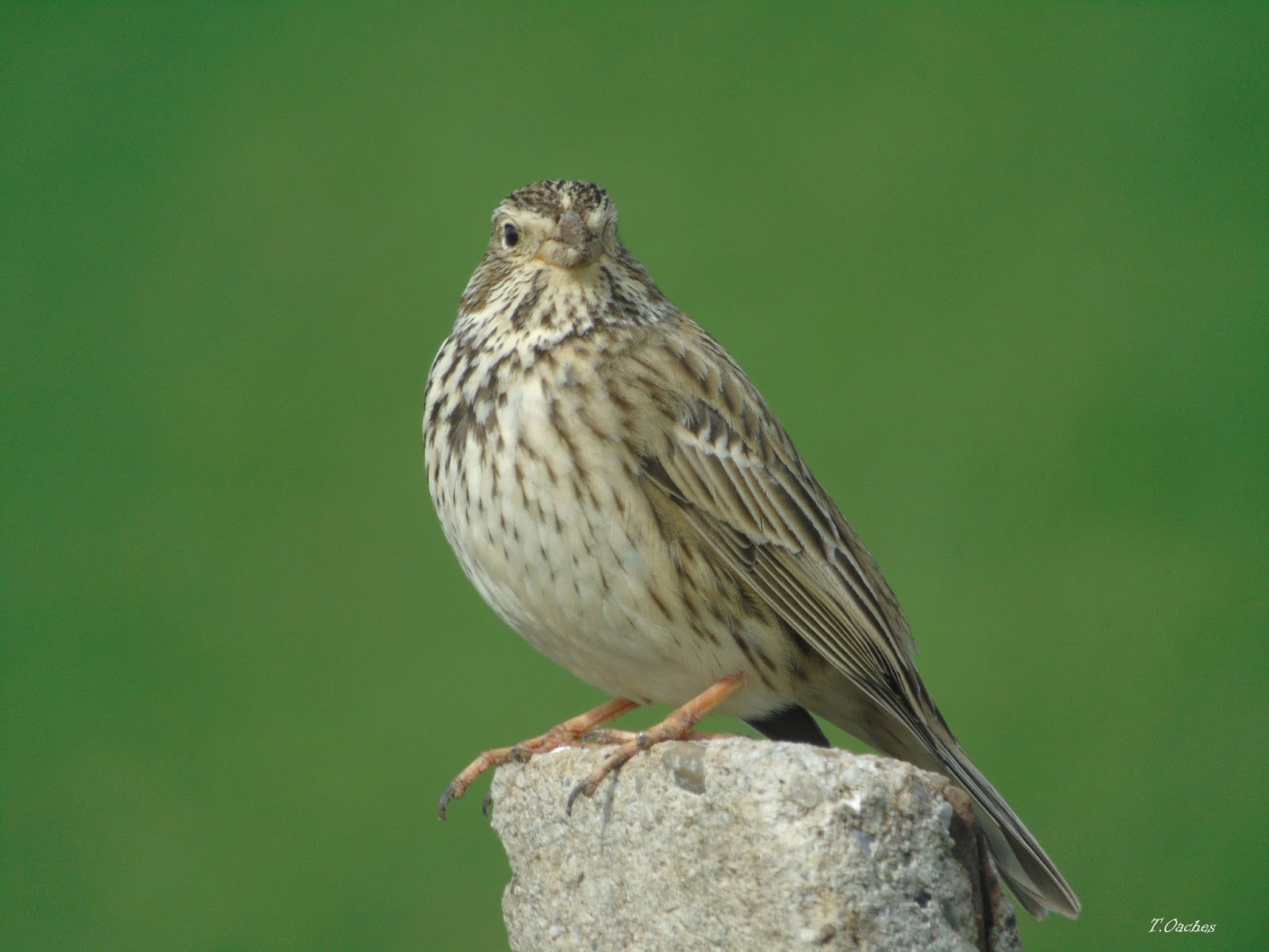PASARI DIN ROMANIA: PRESURA SURA, Emberiza calandra