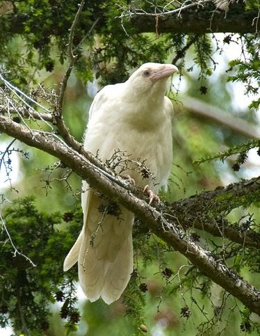 Nazli Rainflower: The Teachings of The White Raven