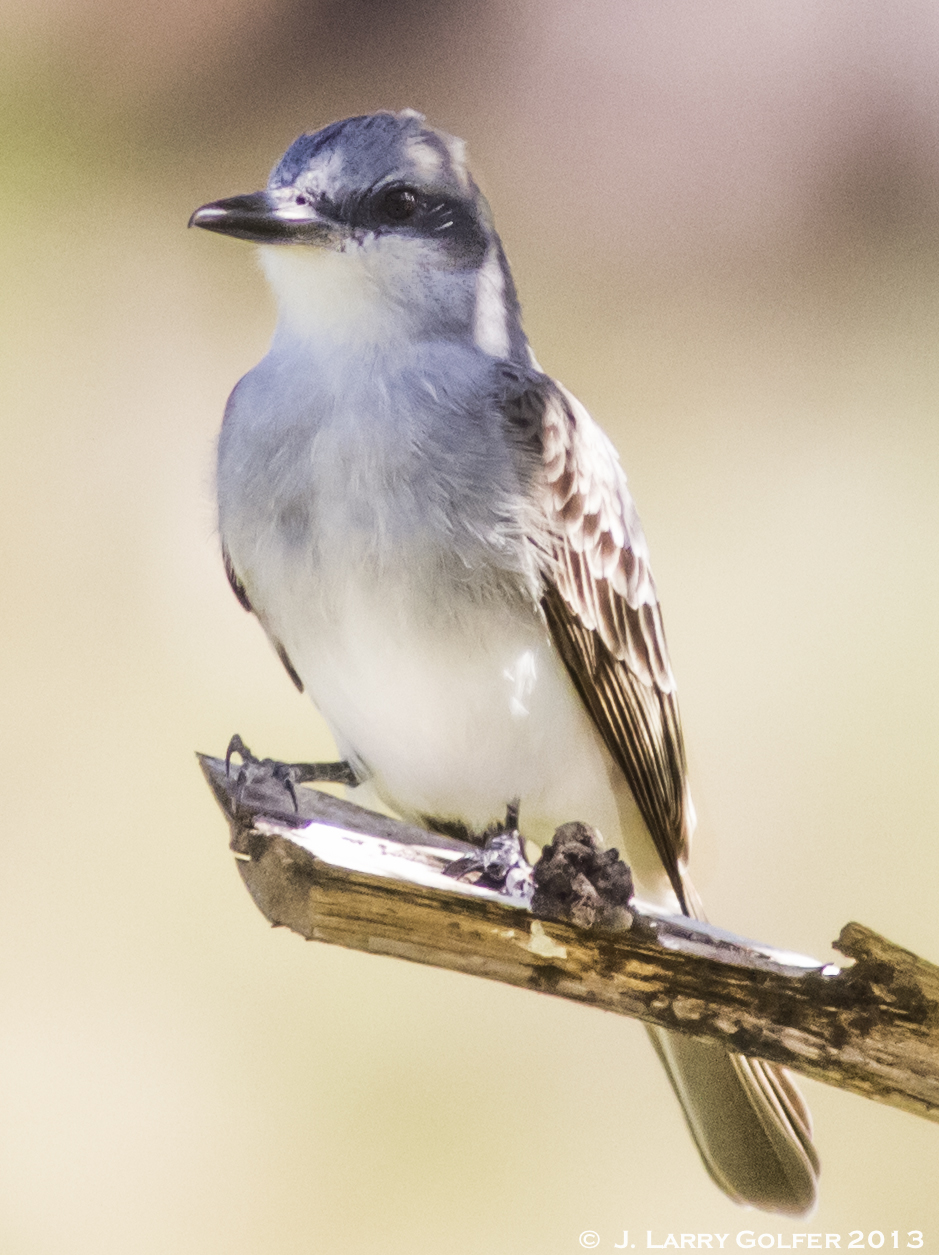 Birds, Lizards, Beaches, Nightlife