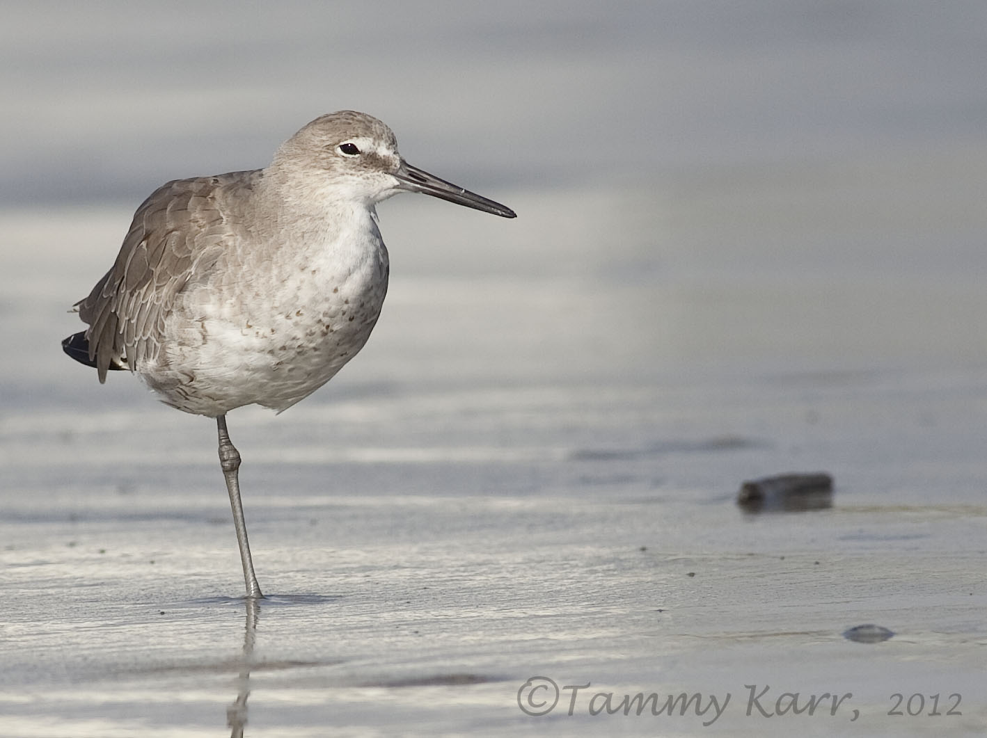 i heart florida birds: A Few More Beach Birds