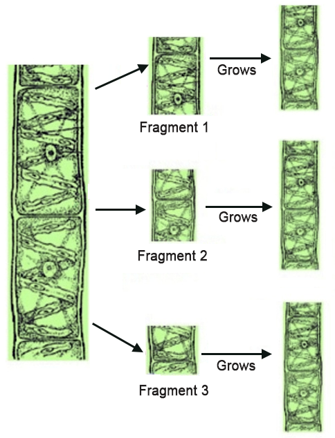 Fragmentation In Spirogyra Diagram