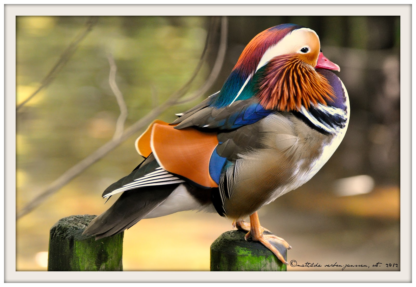 Mathilde Verbon: Mandarijneend