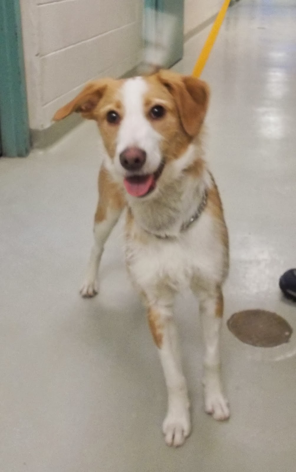 Winston - Portuguese Podengo Mix