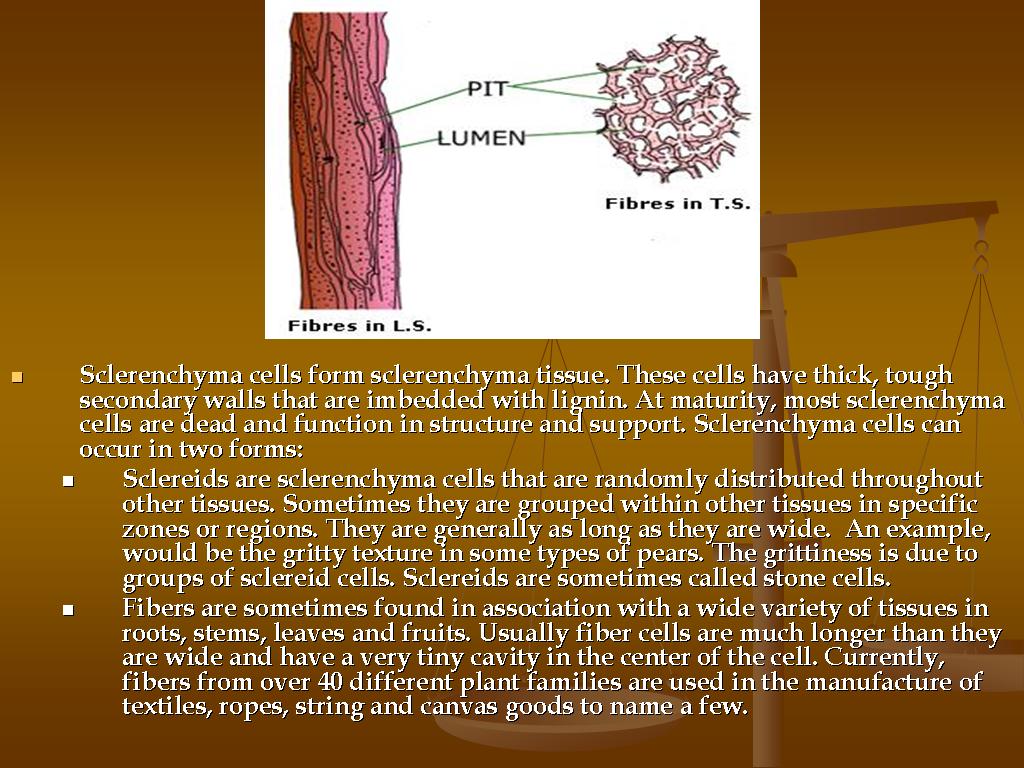 Simple Tissues Types /Parenchyma ,Collenchyma ,Sclerenchyma Tissues ...