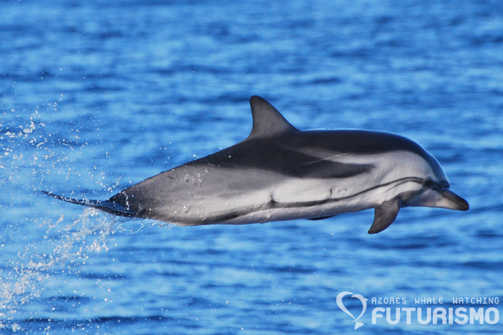 Cetaceans of the Azores - Azores Whales
