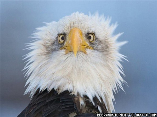 Beer And Stupidity: As Majestic As Eagles Are They Sure Have Their Off ...